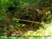 Cat Adoption Guide: Shelter Ideas for Outdoor Cats