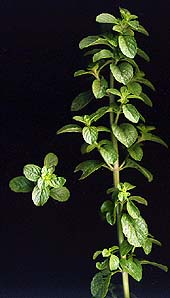 ERVAS E AROMAS: Poejo