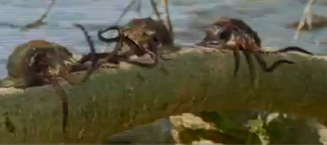 Panglott's Garden: Continental Drift and "The Future is Wild"