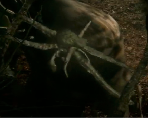 Panglott's Garden: Continental Drift and "The Future is Wild"