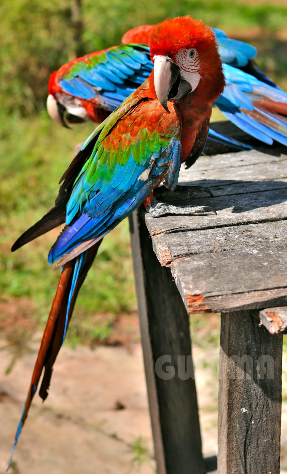 GWAMA PHOTOS: FAUNE-FAUNA-WILDELIFE