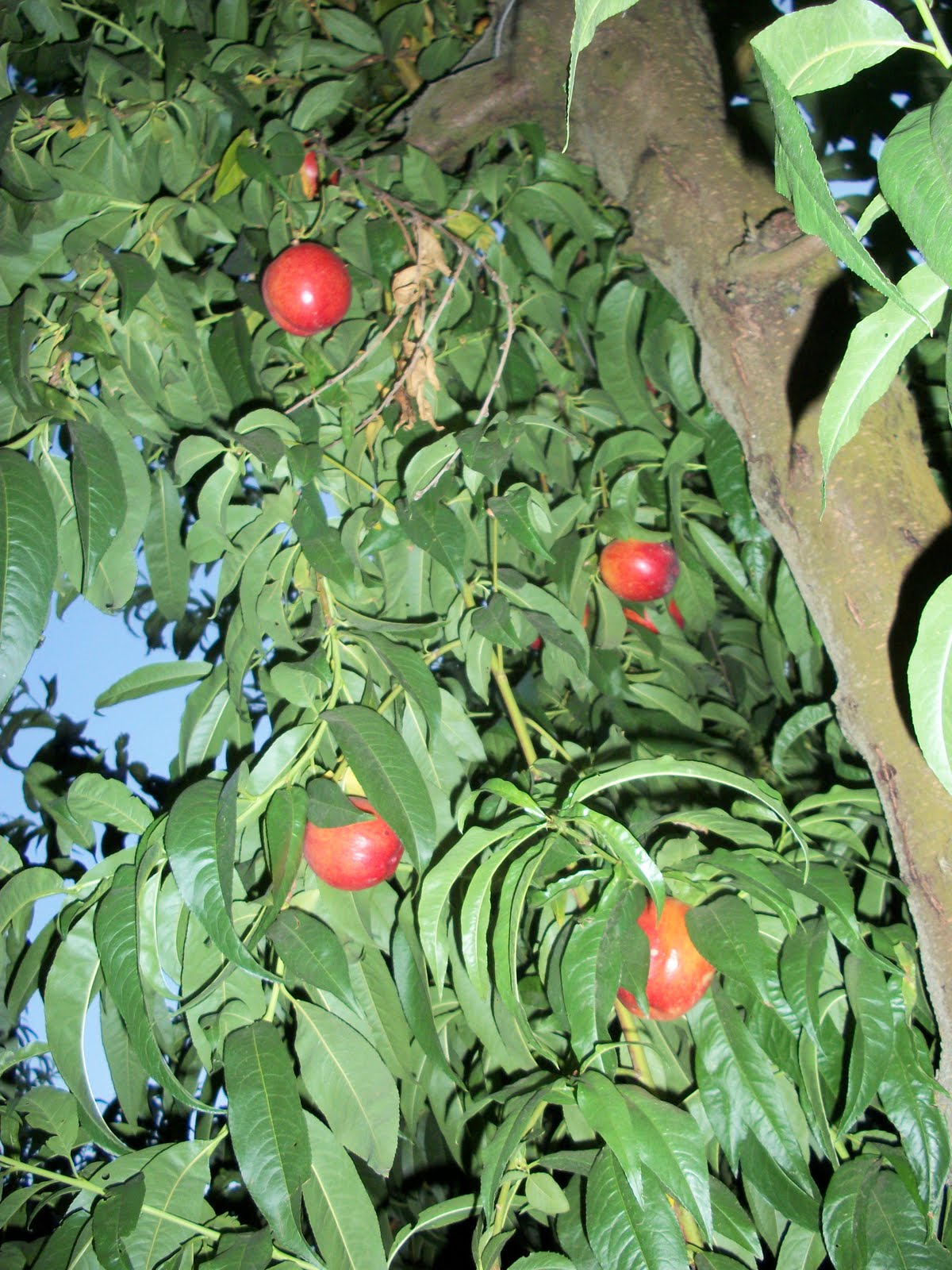 Life at a Farmer's Market