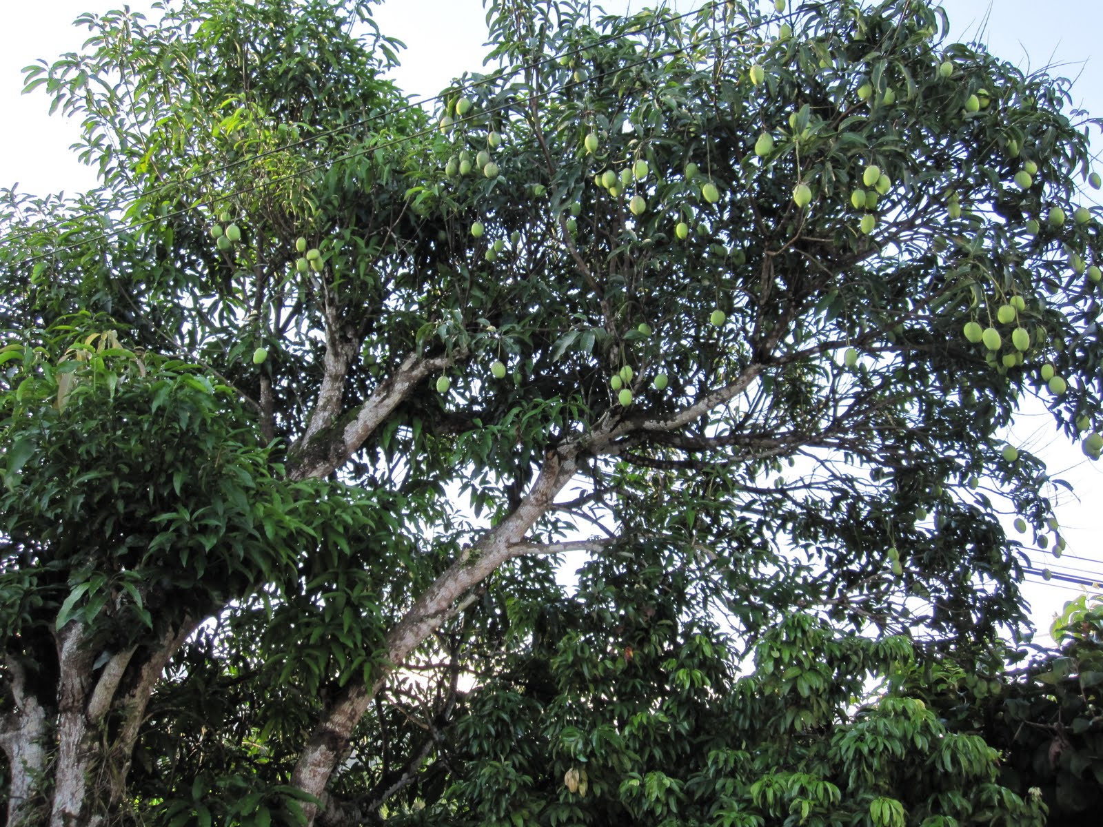 CORAT CORET KEHIDUPANKU: MANGGA ATAU MEMPELAM?