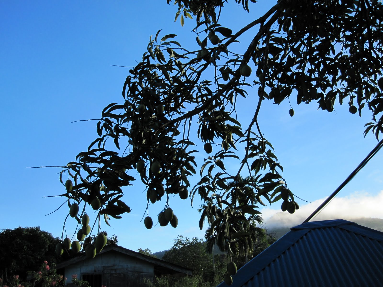 CORAT CORET KEHIDUPANKU: MANGGA ATAU MEMPELAM?