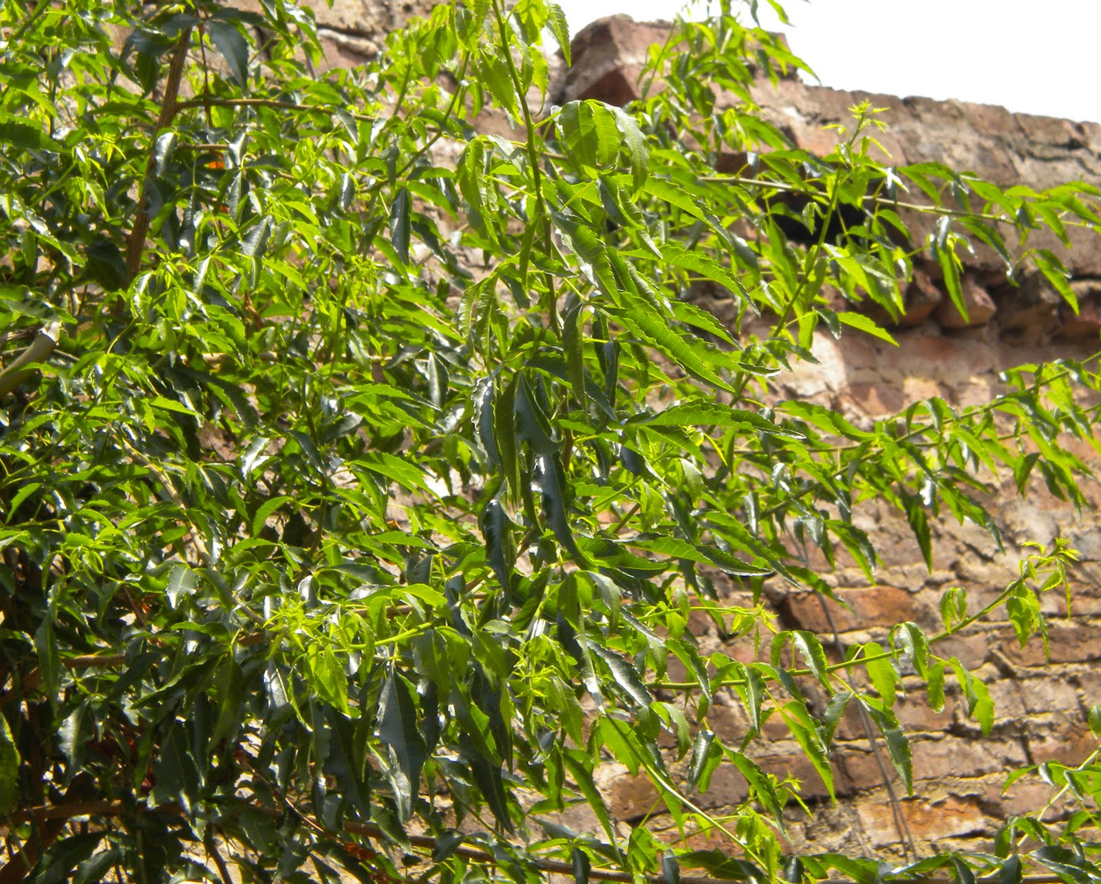 Bar Naturaliss: COCU MUY USADO PARA EVITAR Y TRATAR EL CANCER DE HIGADO