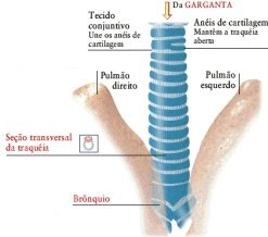 Universo do corpo humano: Traquéia