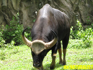 da|NATURALIST: Malaysia's Wild Cattle: Seladang and Banteng