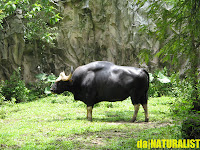 da|NATURALIST: Malaysia's Wild Cattle: Seladang and Banteng