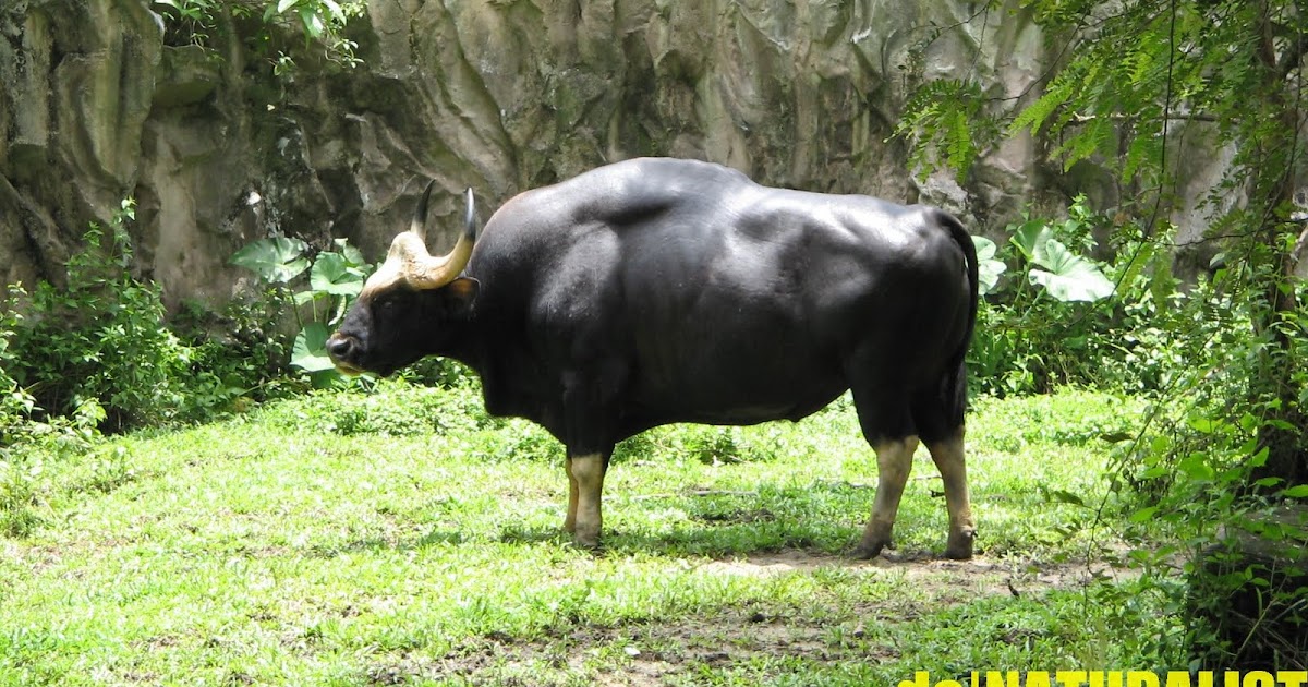 da|NATURALIST: Malaysia's Wild Cattle: Seladang and Banteng