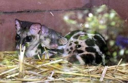 da|NATURALIST: Baby linsang is the cat’s whiskers at zoo