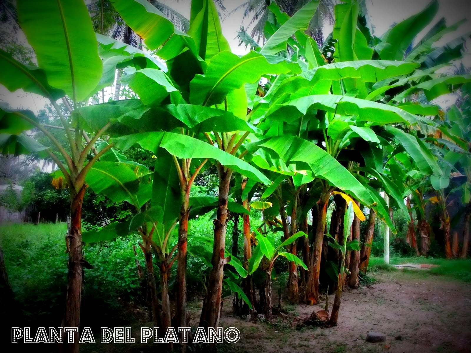 LUPITA MIRANDA GARCIA: La Biodiversidad de comalcalco Tabasco