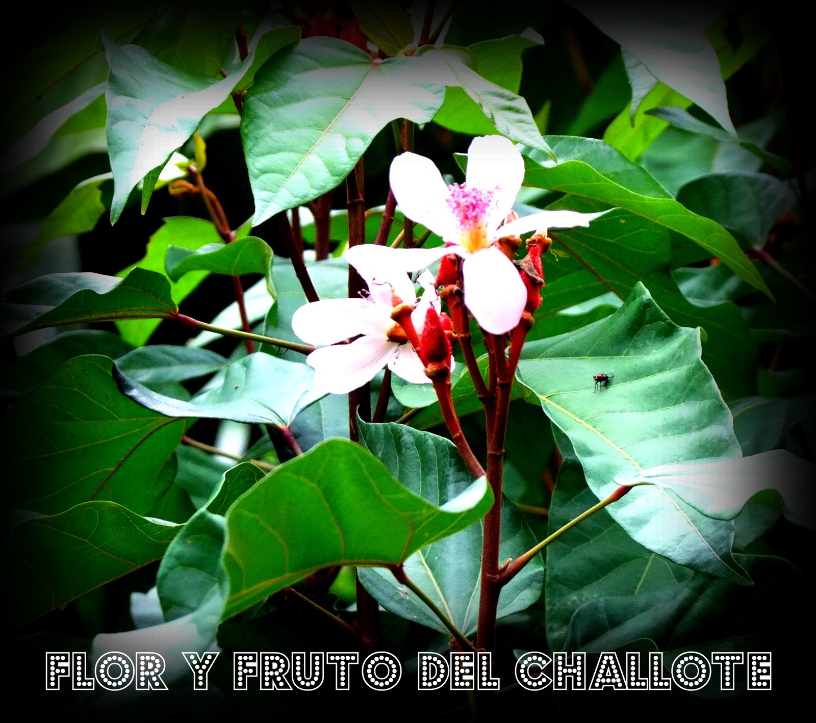 LUPITA MIRANDA GARCIA: La Biodiversidad de comalcalco Tabasco