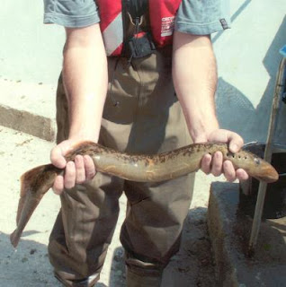 5 Science 1 2011: Biology- Lamprey