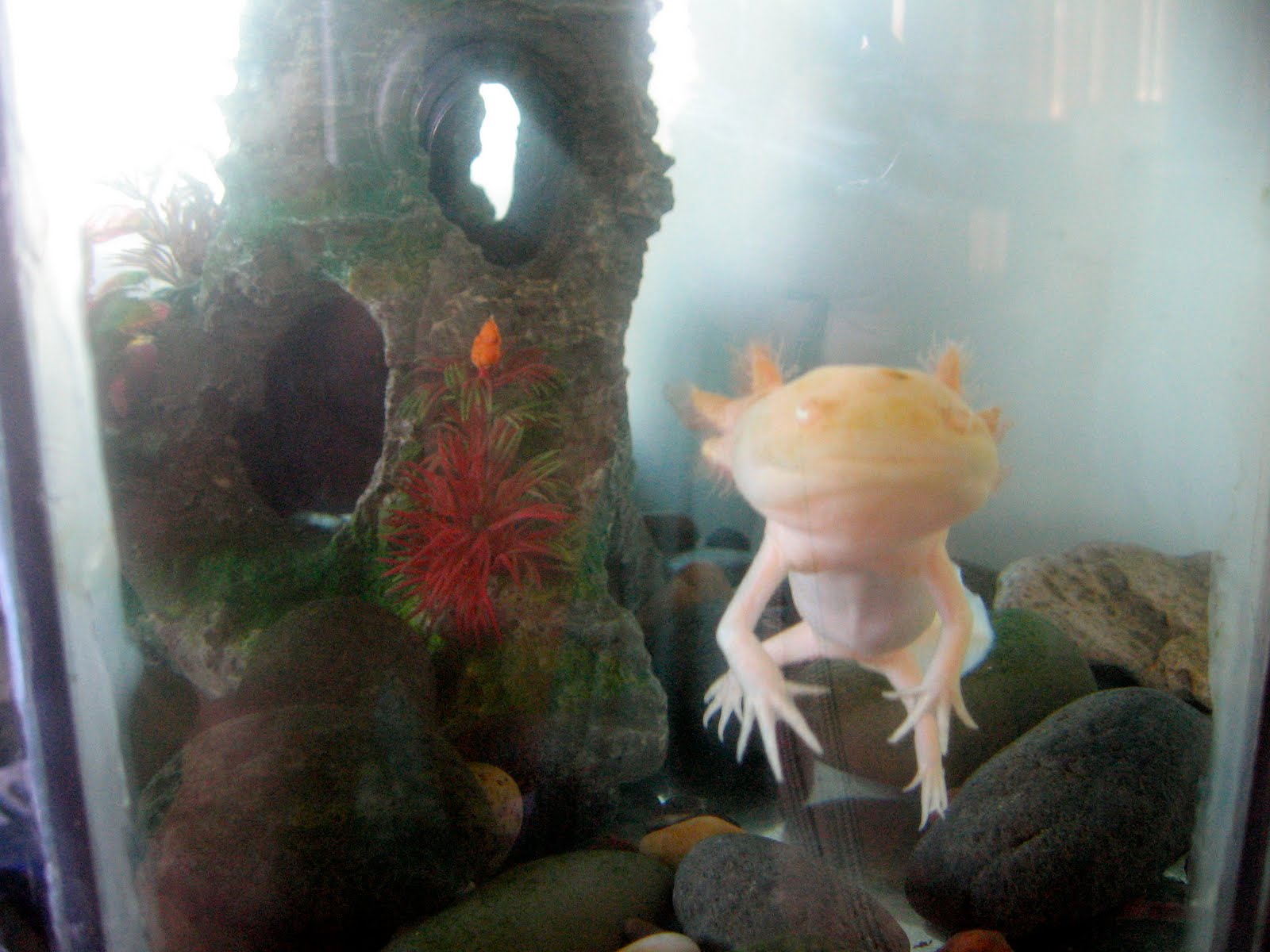 Alternative Suburbia: Dog Poo, Worms, and a Mexican Walking Fish