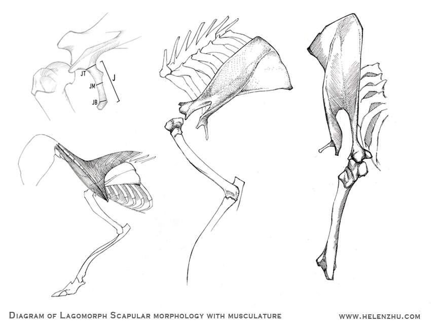 The Biologian: Scapula - Why Do We Have 'Wings'?