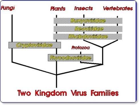 The Biologian: Virus Evolution