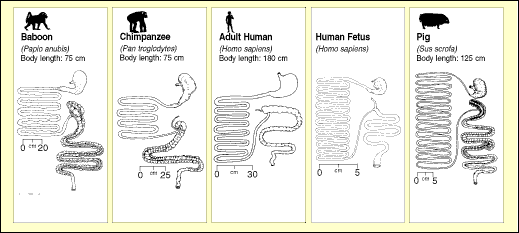 The Biologian: Human Diet Hints from Evolution