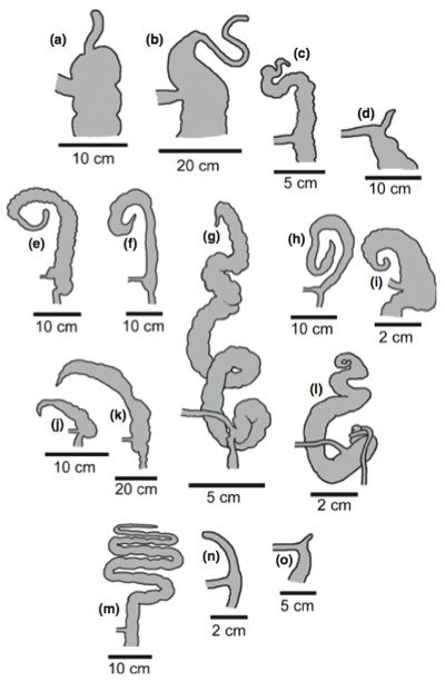 The Biologian: Human Diet Hints from Evolution