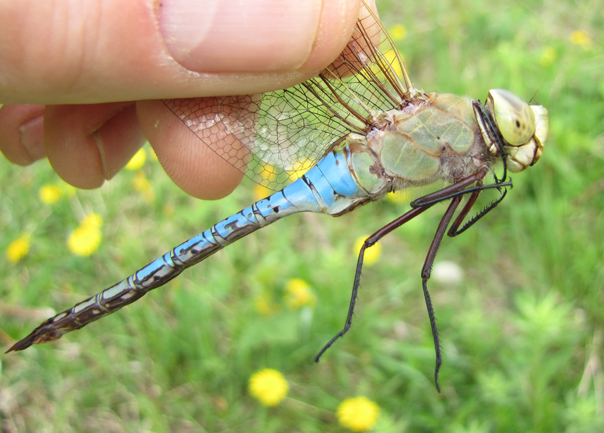 North Shore Nature: The invasion of the Common Green Darner