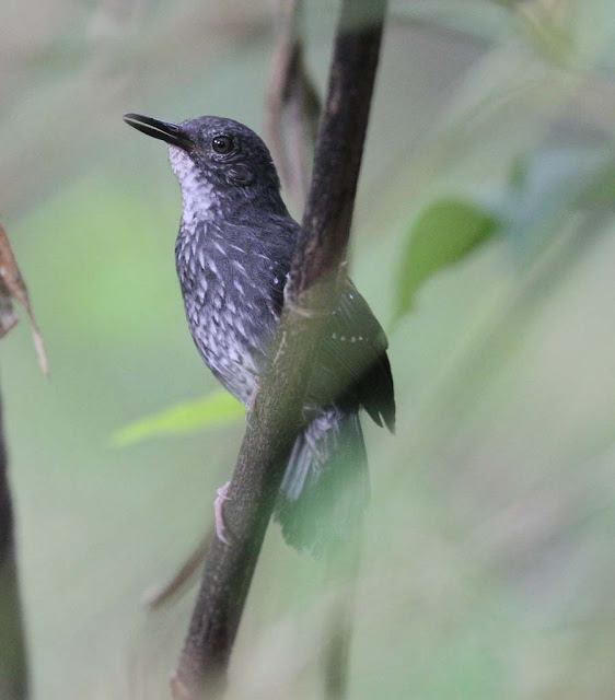Simon and Karen Spavin: Silvered Ant Bird