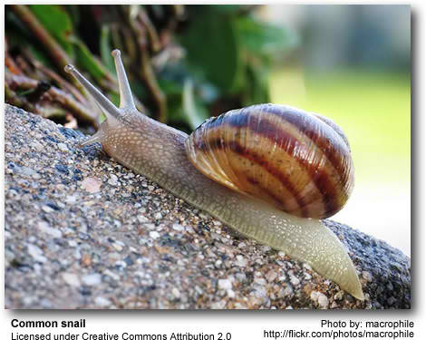Biology Fantasia: Snails' Sexual affair by [Pearlyn Chua 4e1 /2010]