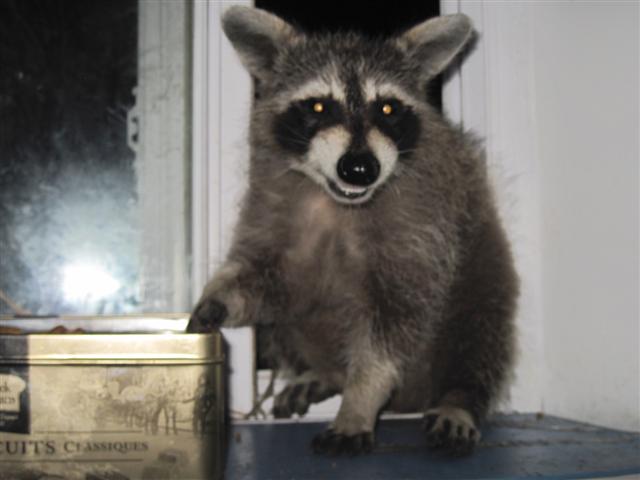 VEVERITE, RATONI and CO.: Ratonul care rade