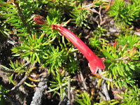 Walkies on Table Mountain: Barking spiders and an exciting walk along ...