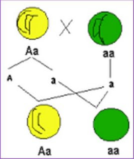 jaime: la genetica de Mendel
