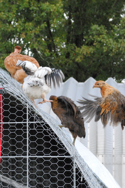 Adventures on Zephyr Hill Farm: Chicken Olympics!