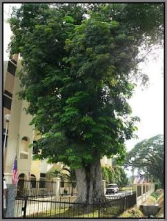 Melancong di Kuala Kangsar, Ipoh, Perak: Pokok Getah Pertama di Tanah ...