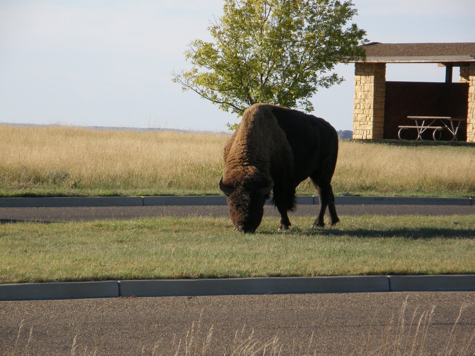 Rving to Fall Foilage: North Dakota Buffalo meets Norwegian Ancestors