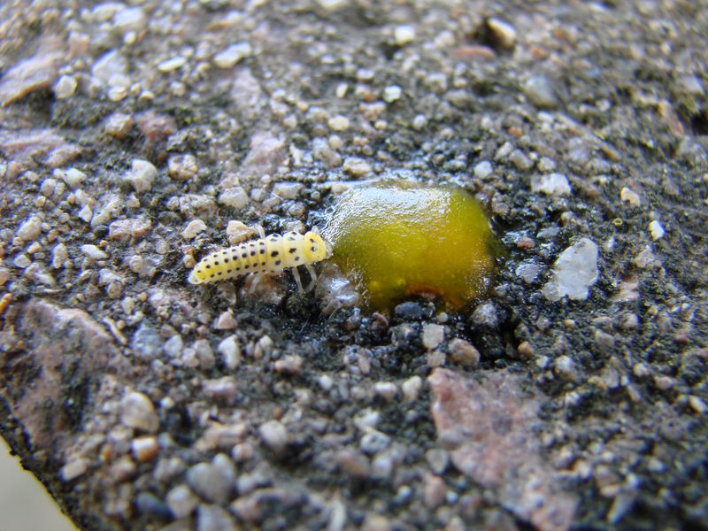 Soudain s’envolent les oiseaux...: A force de montrer son trombidion à ...