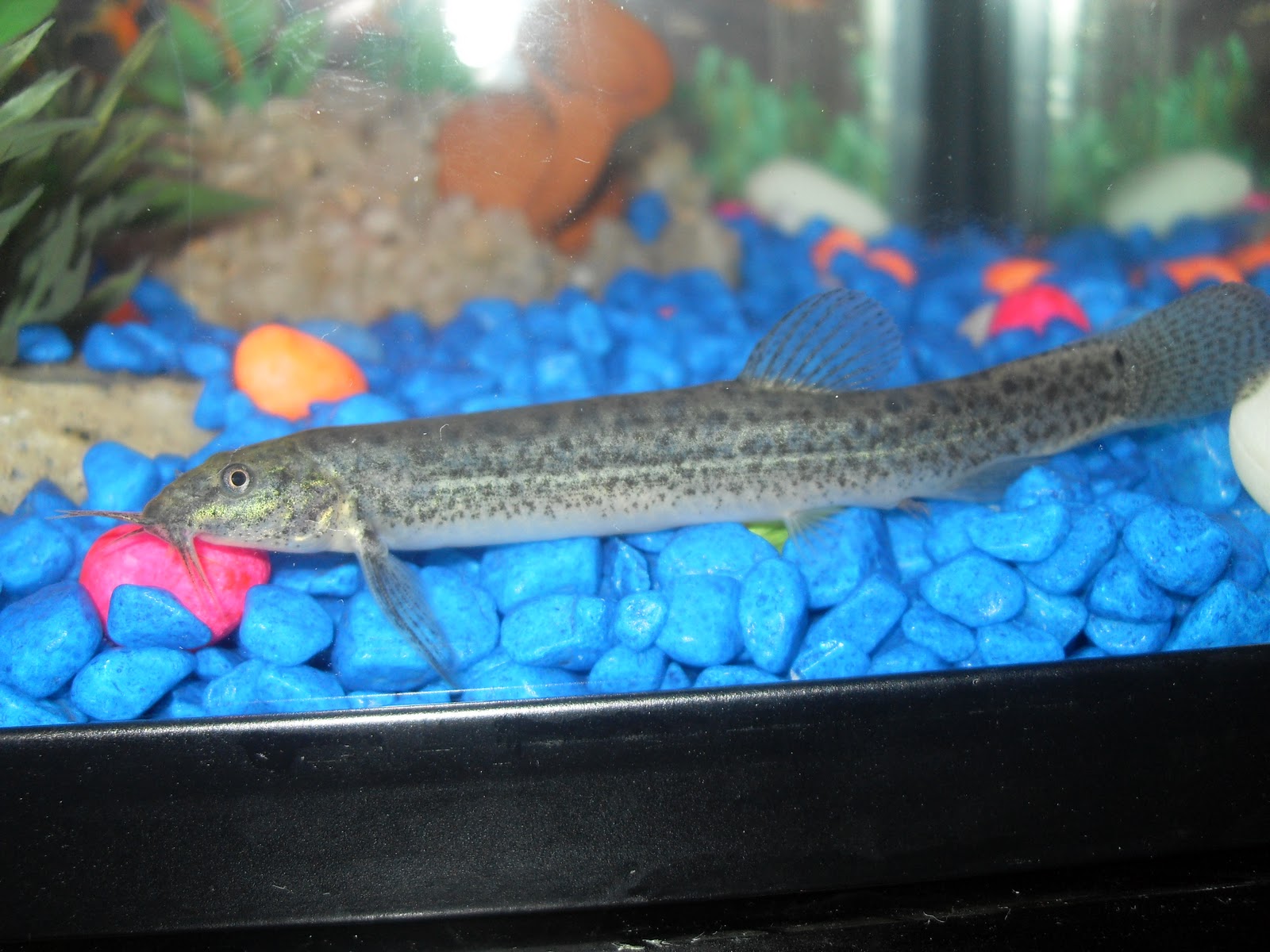 Acua Fría: Locha Dojo