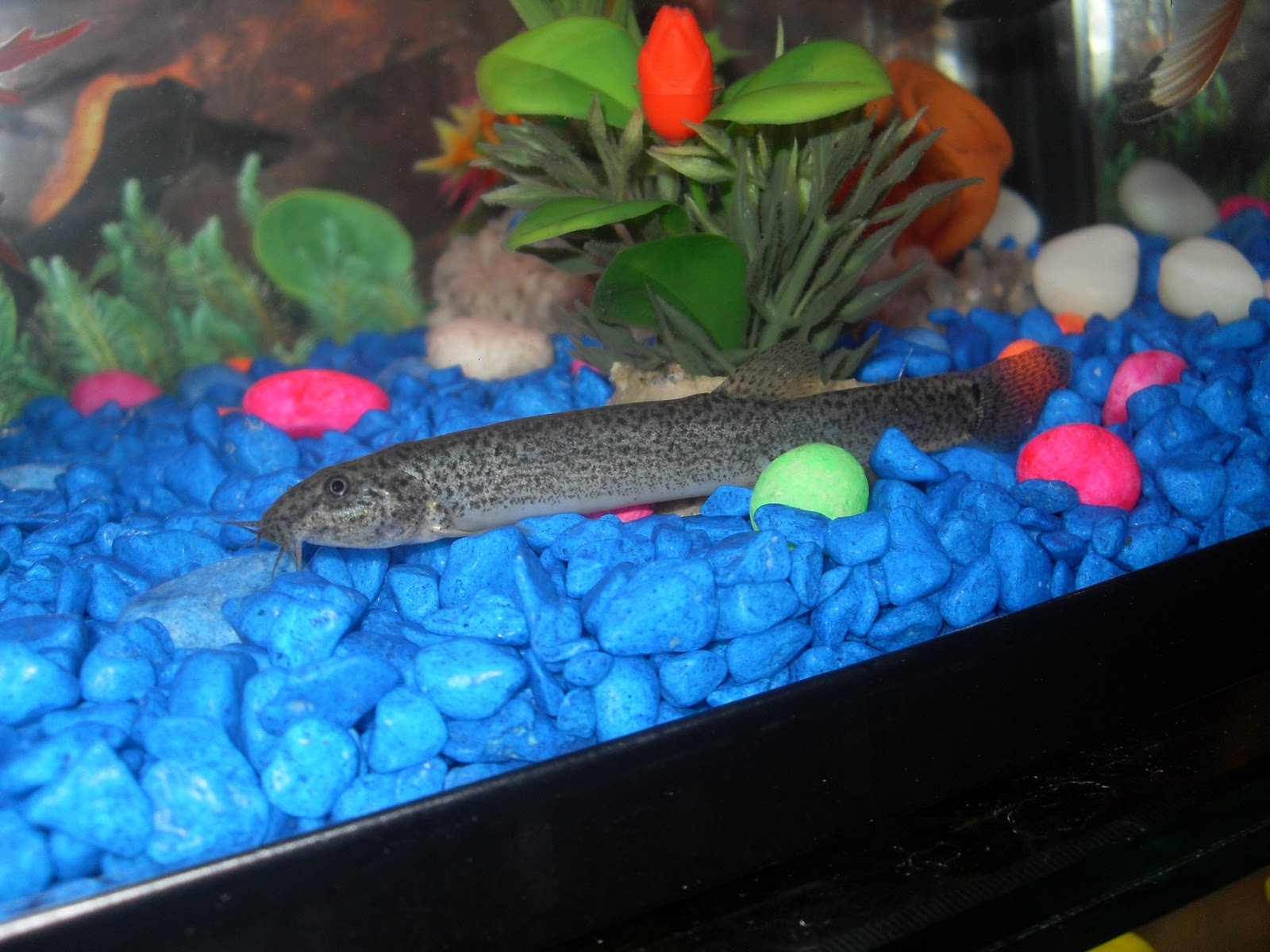 Acua Fría: Locha Dojo