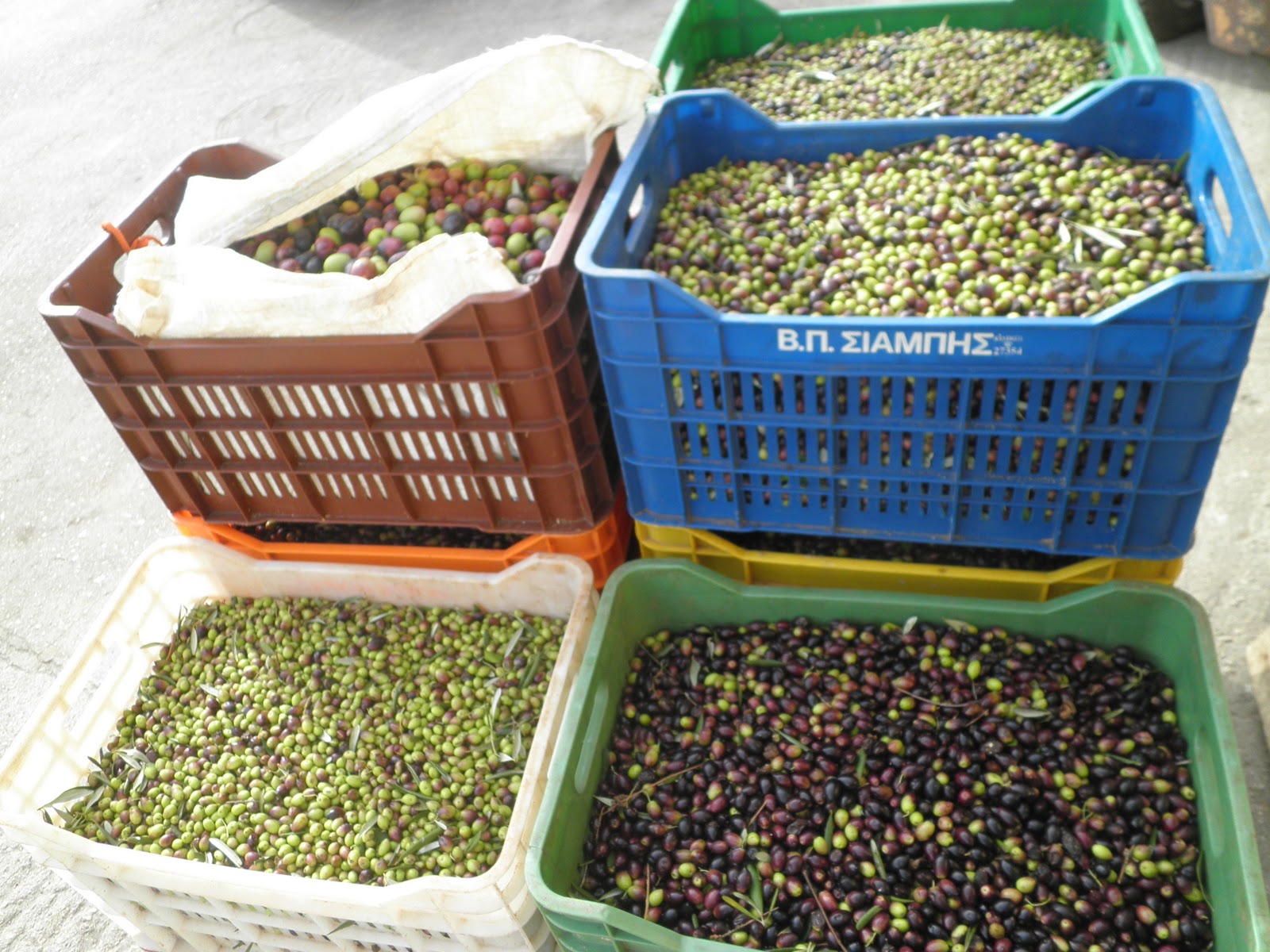 vlahata samis ΚΕΦΑΛΟΝΙΑ: ΦΩΤΟΓΡΑΦΙΕΣ ΑΠΟ ΤΟ ΕΛΑΙΟΤΡΙΒΕΙΟ ΣΤΑ ΧΑΛΙΩΤΑΤΑ.