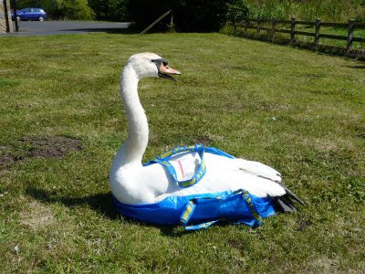 Druridge Diary: July 2009