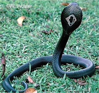 SPECIES OF COBRAS: SPECIES OF COBRAS