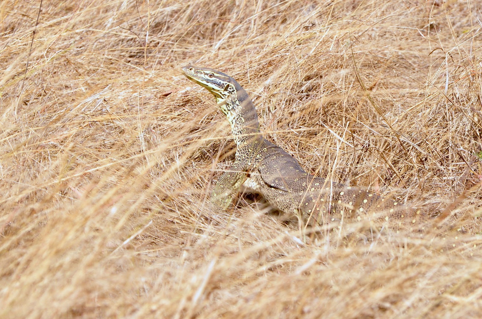 The Boondockers: Lakefield NP - Cape York