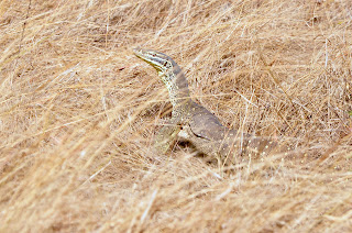The Boondockers: Lakefield NP - Cape York
