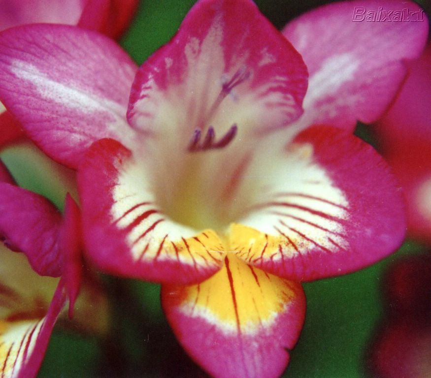 Biologia - FLORES: Flor Boca de Leão