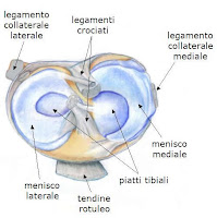 Anna: Meniscopatia...è l'unica via....