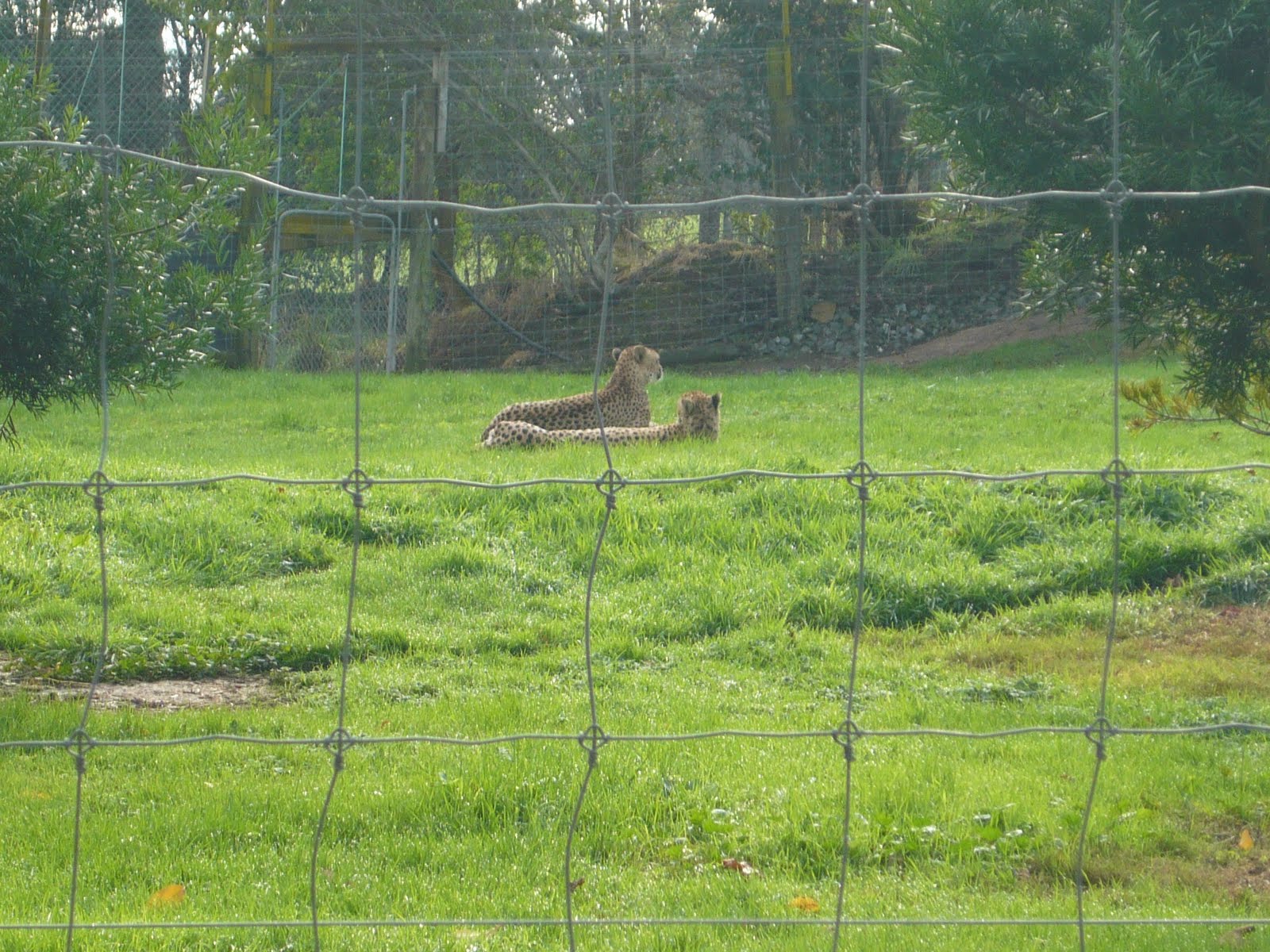 Fes's most excellent adventures T0ST300: The Hamilton Zoo