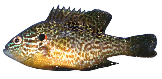 Bugasfreeblog: XIXITO / PERCA-SOL