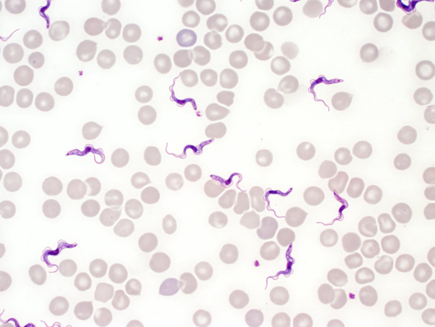 Creepy Dreadful Wonderful Parasites: January 2011