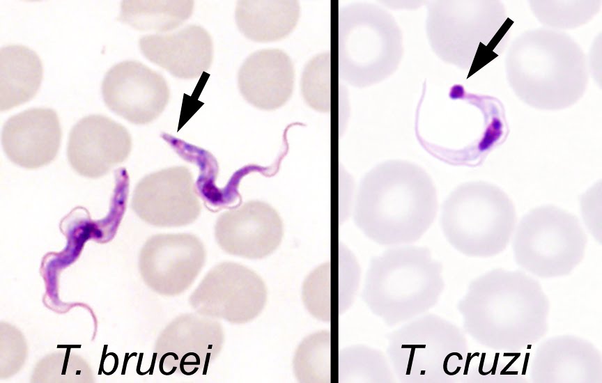 Trypanosoma Brucei Gambiense And Rhodesiense Life Cycle