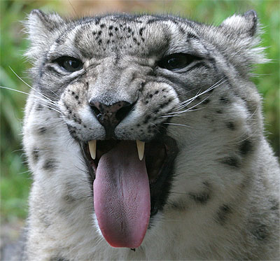 Yanni's Snow Leapord: My Zoo Project: Snow Leopard