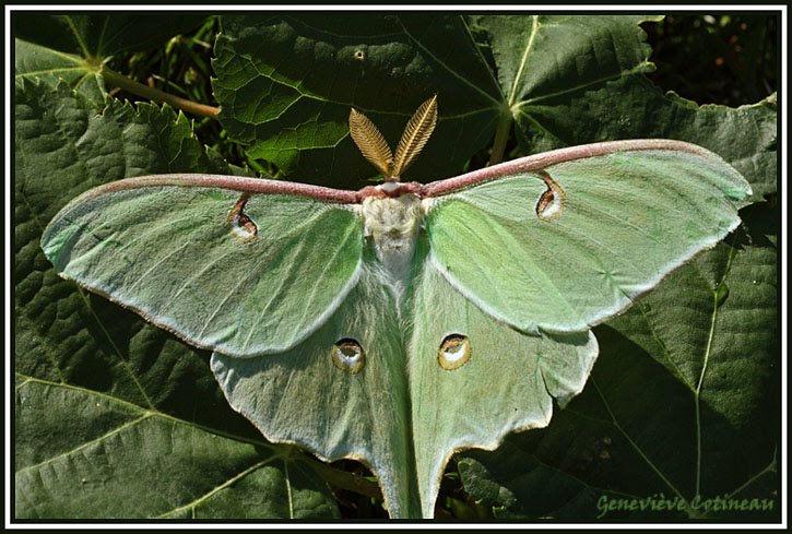 Chasseuse d'images: Le lundi, 14 juin 2010 / Actias luna, Papillon lune