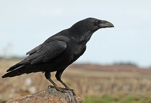 tabăra Frontiere: Legături...