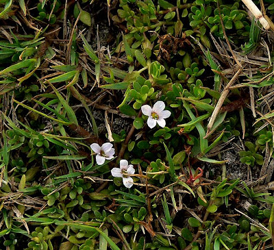 Flora of Haryana: Bacopa monnieri or Thyme Leaved Gratiola