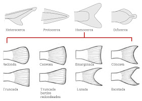 donpescadon: Anatomia de los peces